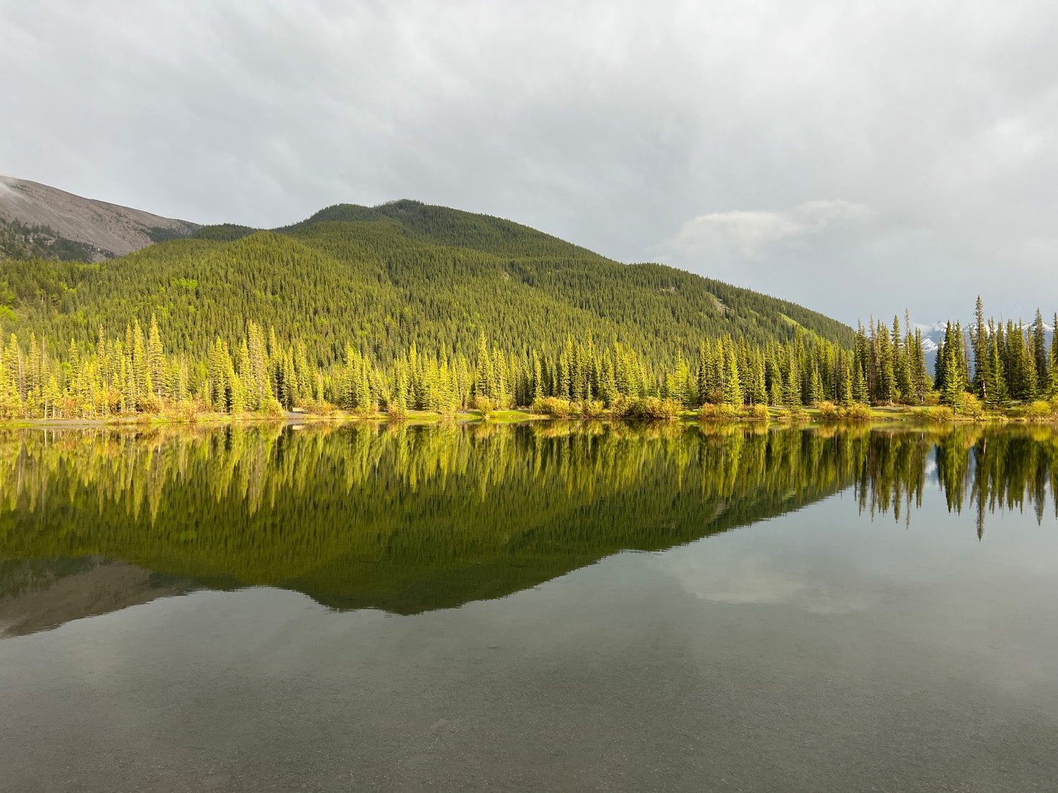 Forgetmenot Pond Fishing - Alberta Fishing Report